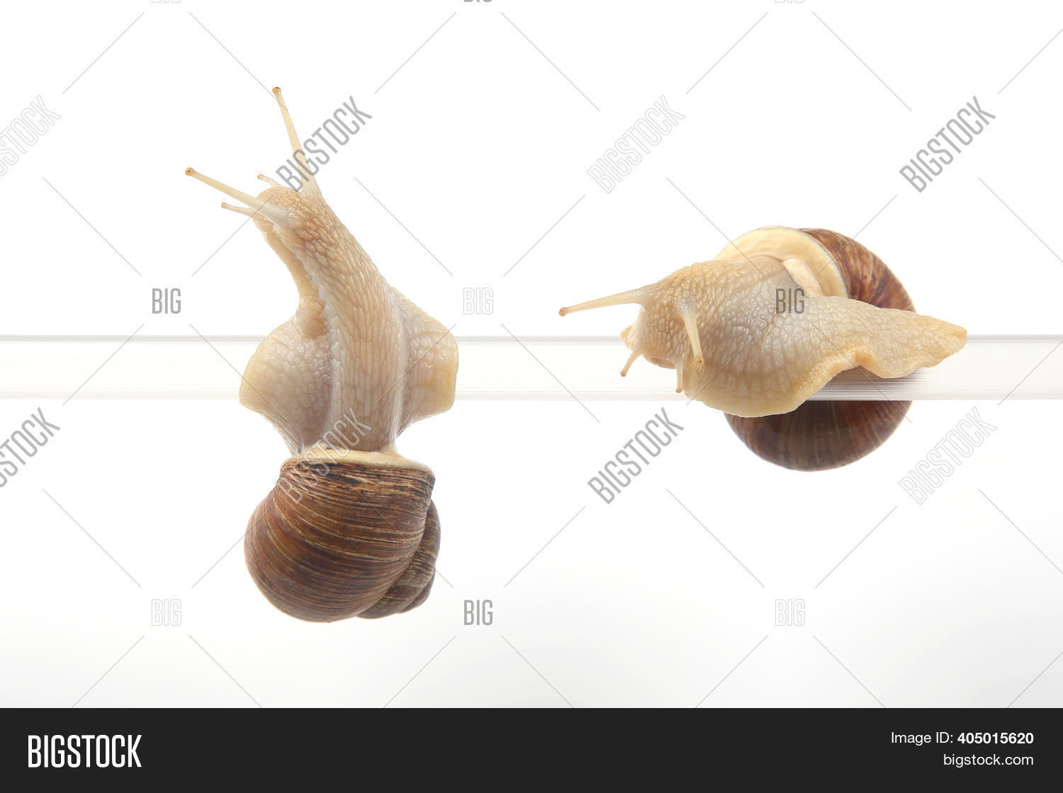 Snails Hang Plastic Image & Photo (Free Trial) | Bigstock