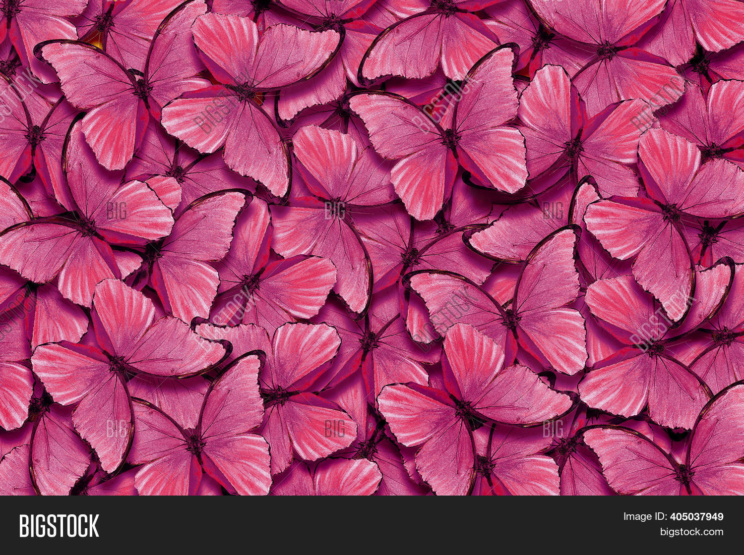 Shades Pink. Wings Image & Photo (Free Trial) | Bigstock