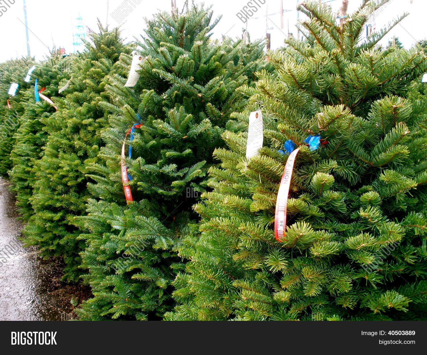Christmas Tree 图片和照片（免费试用） | Bigstock