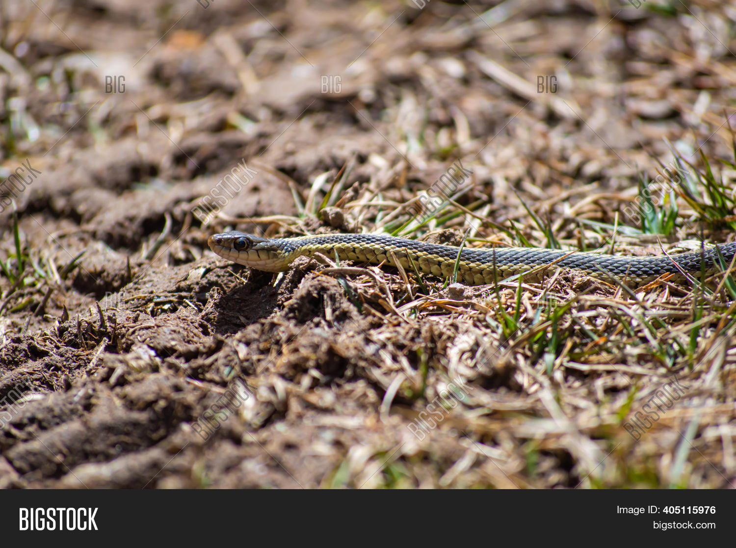Very Detailed Close Image & Photo (Free Trial) | Bigstock