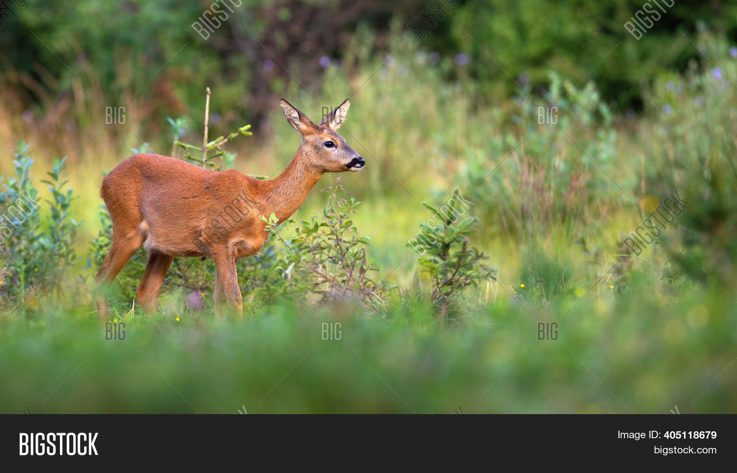 Roe Deer Sneaking On Image & Photo (Free Trial) | Bigstock