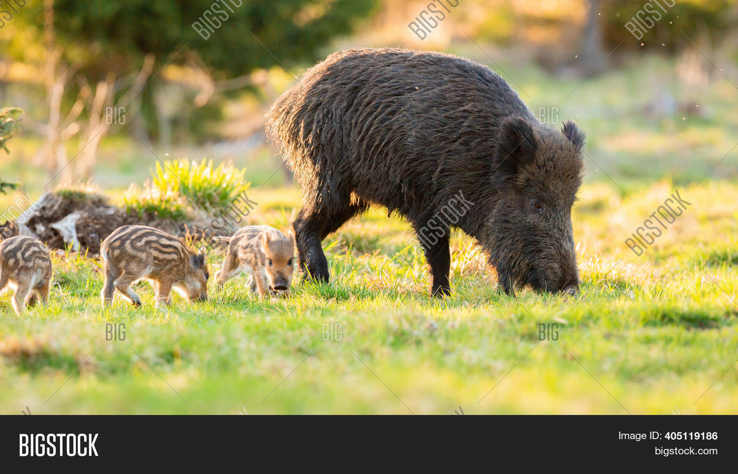 Adult Wild Boar Image & Photo (Free Trial) | Bigstock