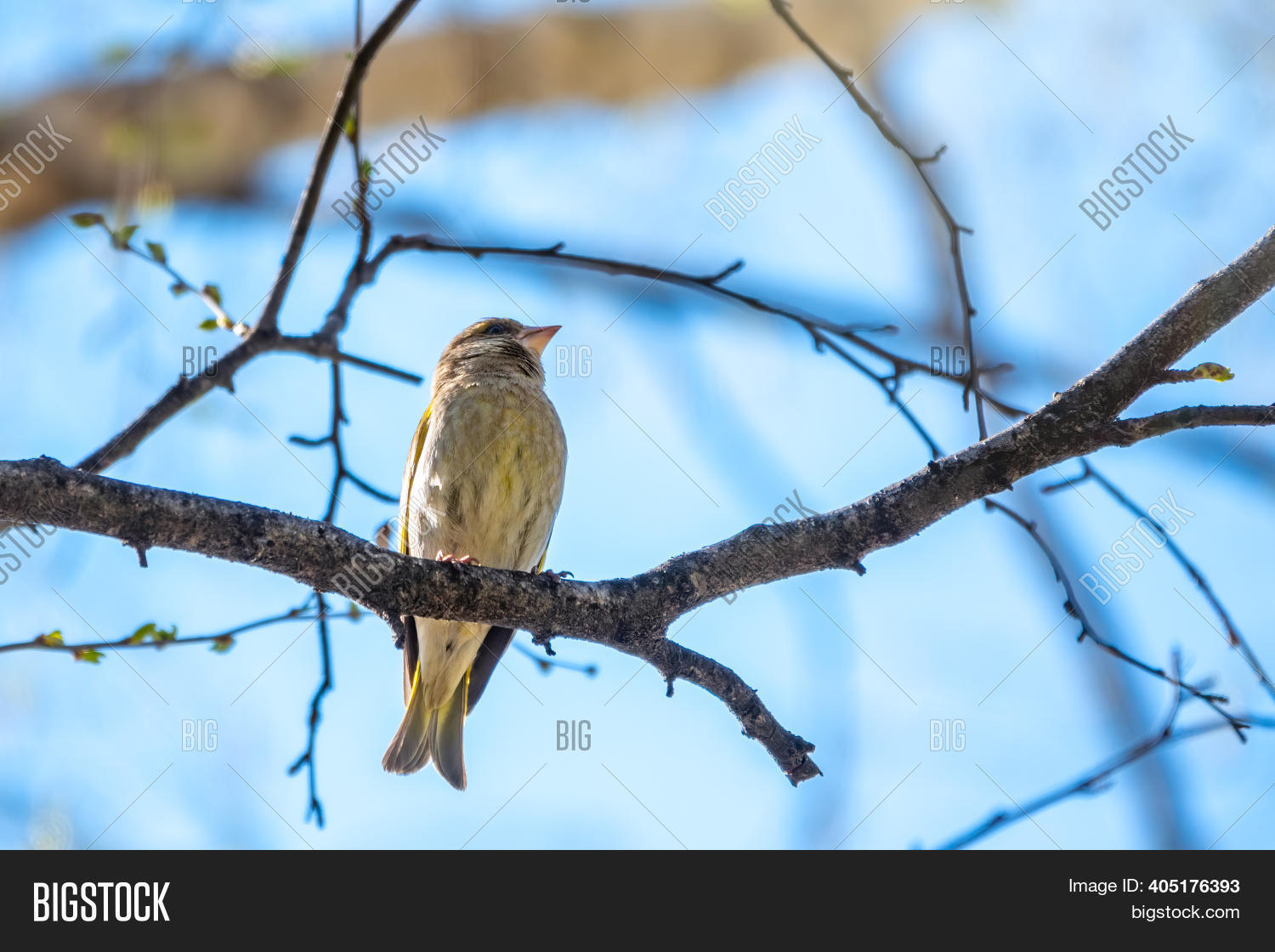 Green Yellow Songbird Image & Photo (Free Trial) | Bigstock