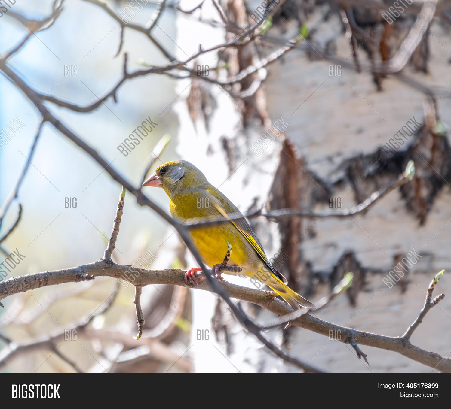 Green Yellow Songbird Image & Photo (Free Trial) | Bigstock