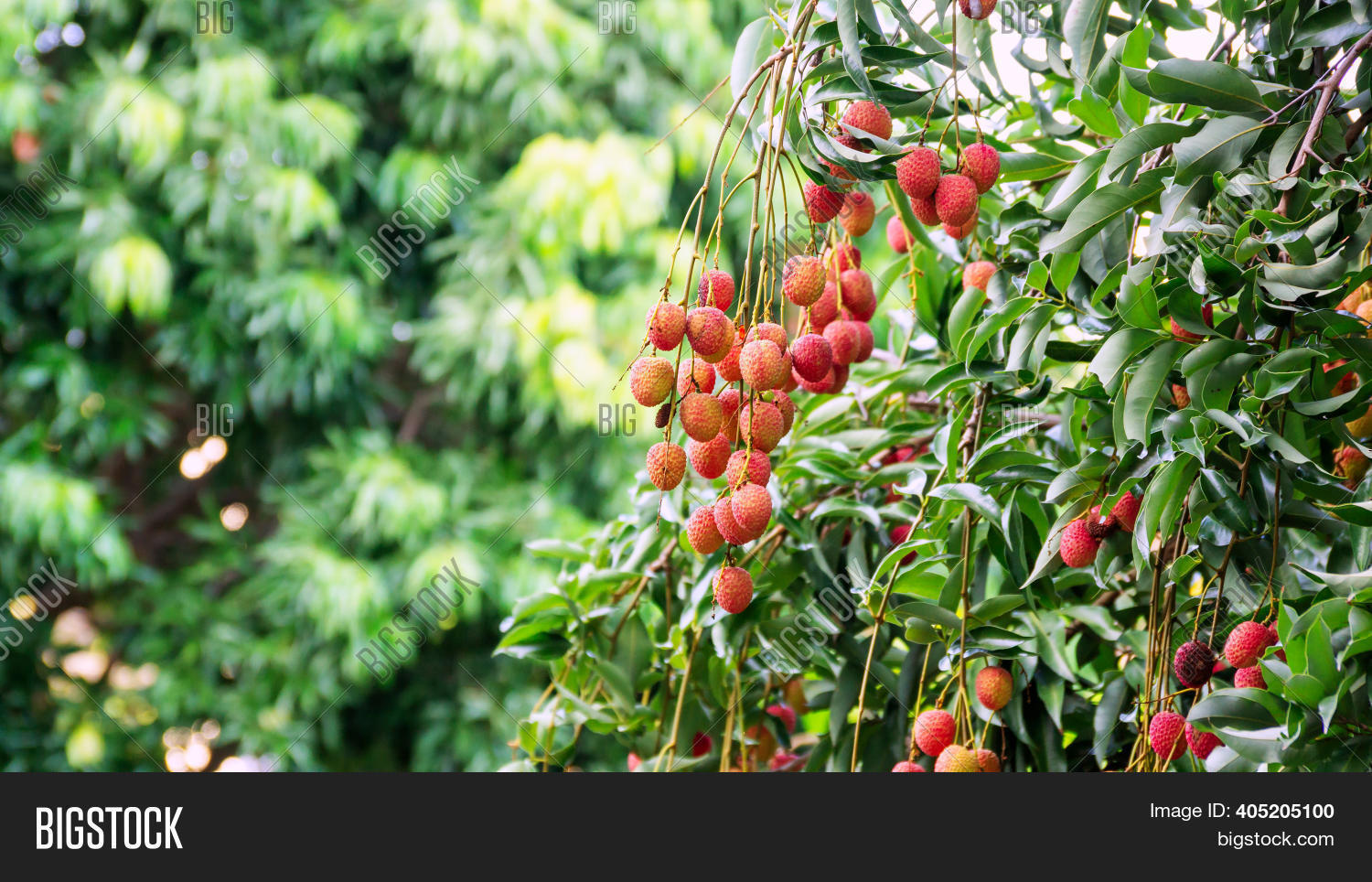 Close Lychee Tree Image & Photo (Free Trial) | Bigstock