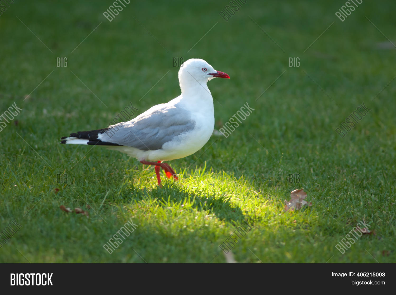 Red-billed Gull Image & Photo (Free Trial) | Bigstock