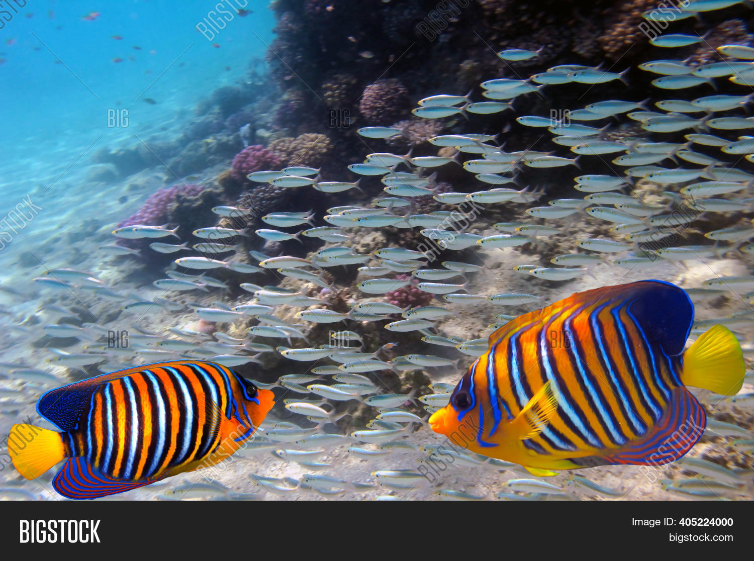 Regal Angelfish Image & Photo (Free Trial) | Bigstock