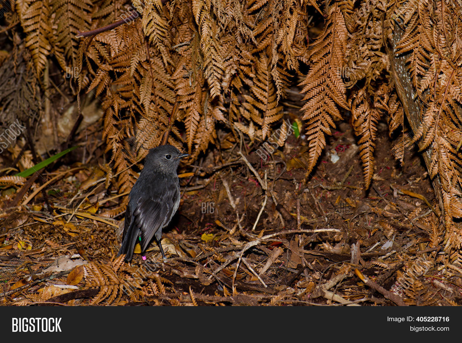 Stewart Island Robin Image & Photo (Free Trial) | Bigstock