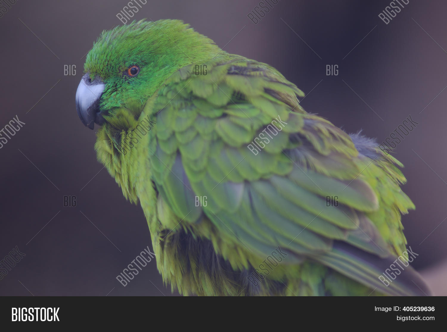 Antipodes Parakeet Image & Photo (Free Trial) | Bigstock