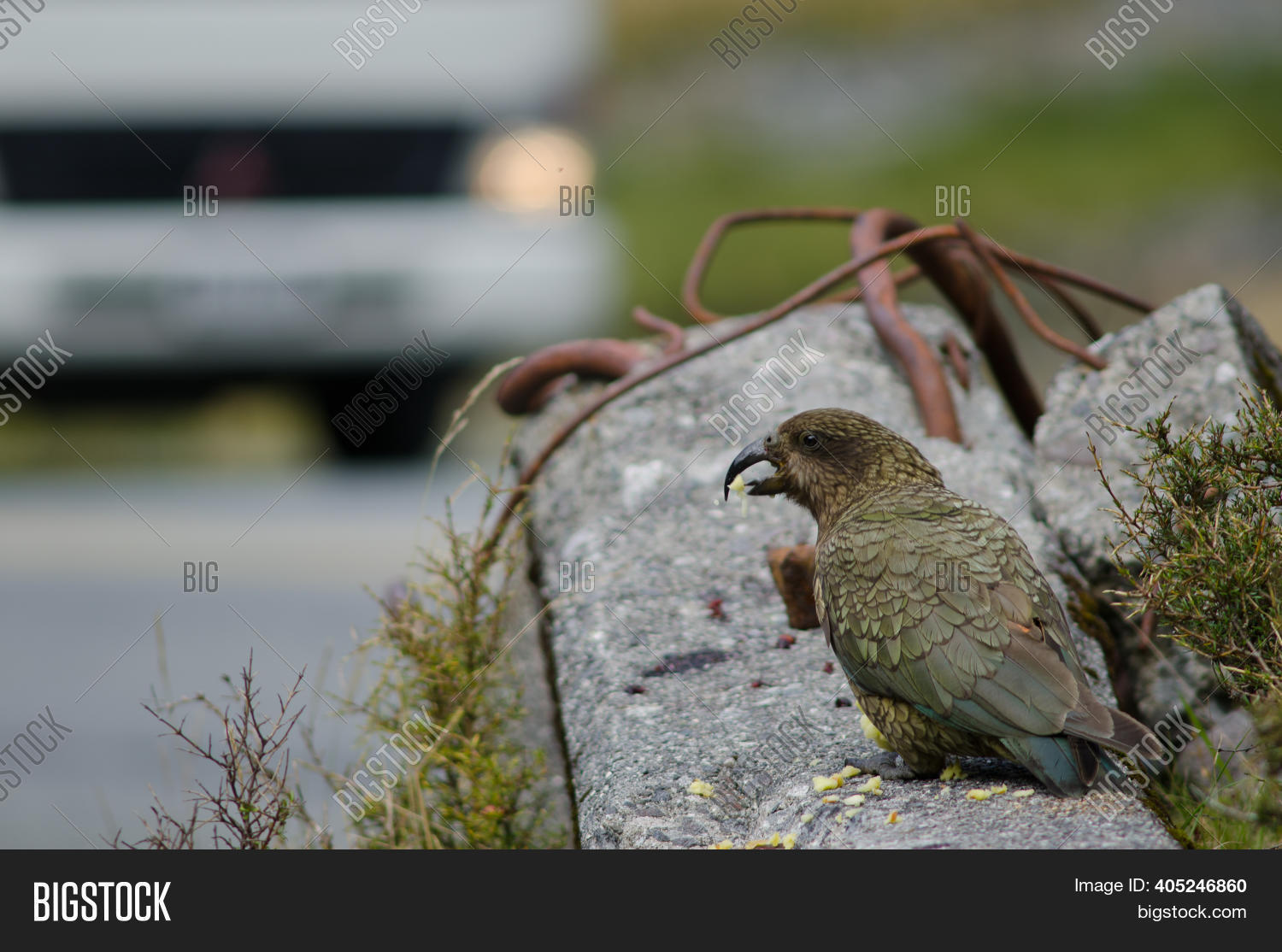 Kea Nestor Notabilis Image & Photo (Free Trial) | Bigstock