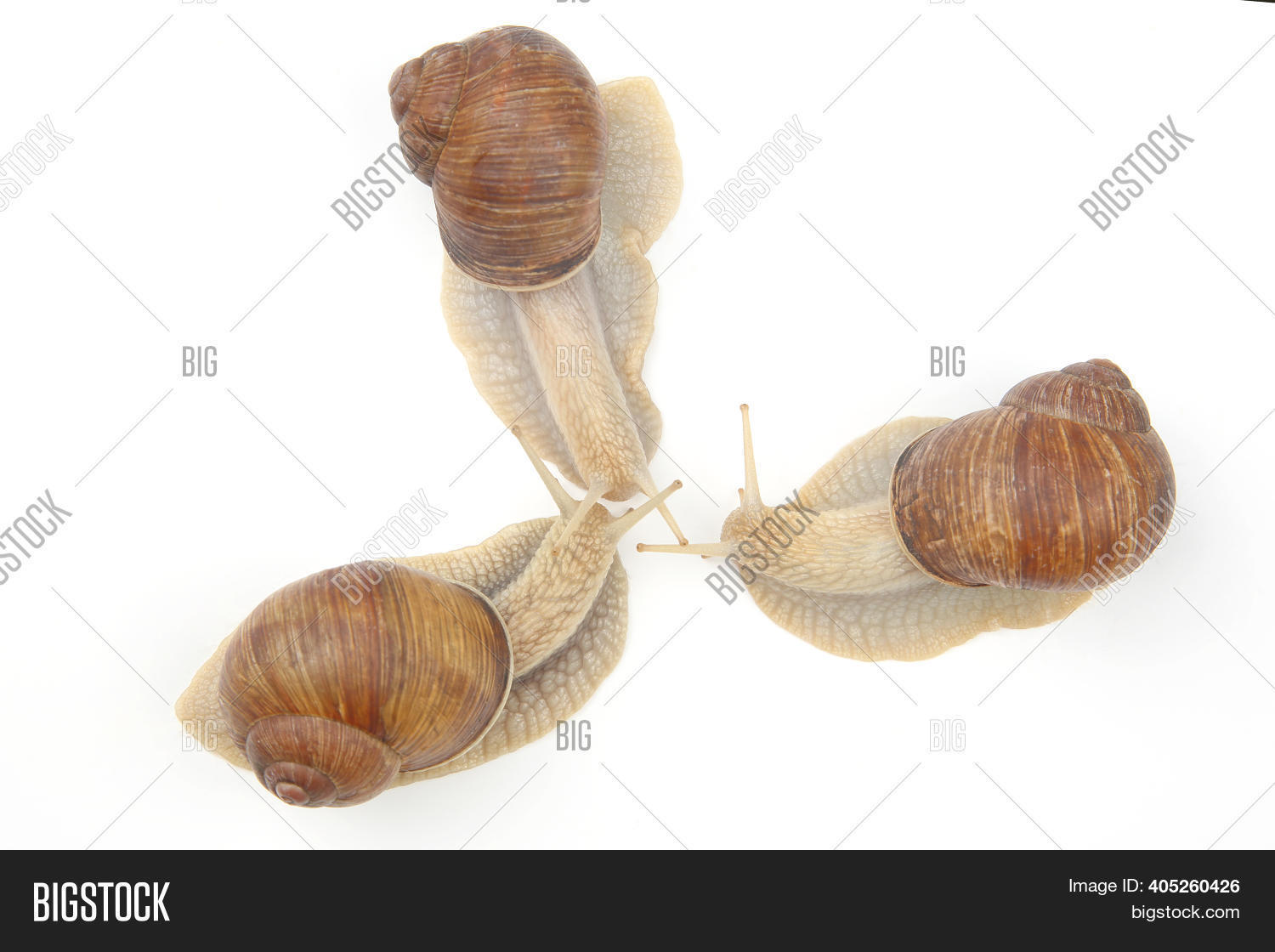 Grape Snail On White Image & Photo (Free Trial) | Bigstock