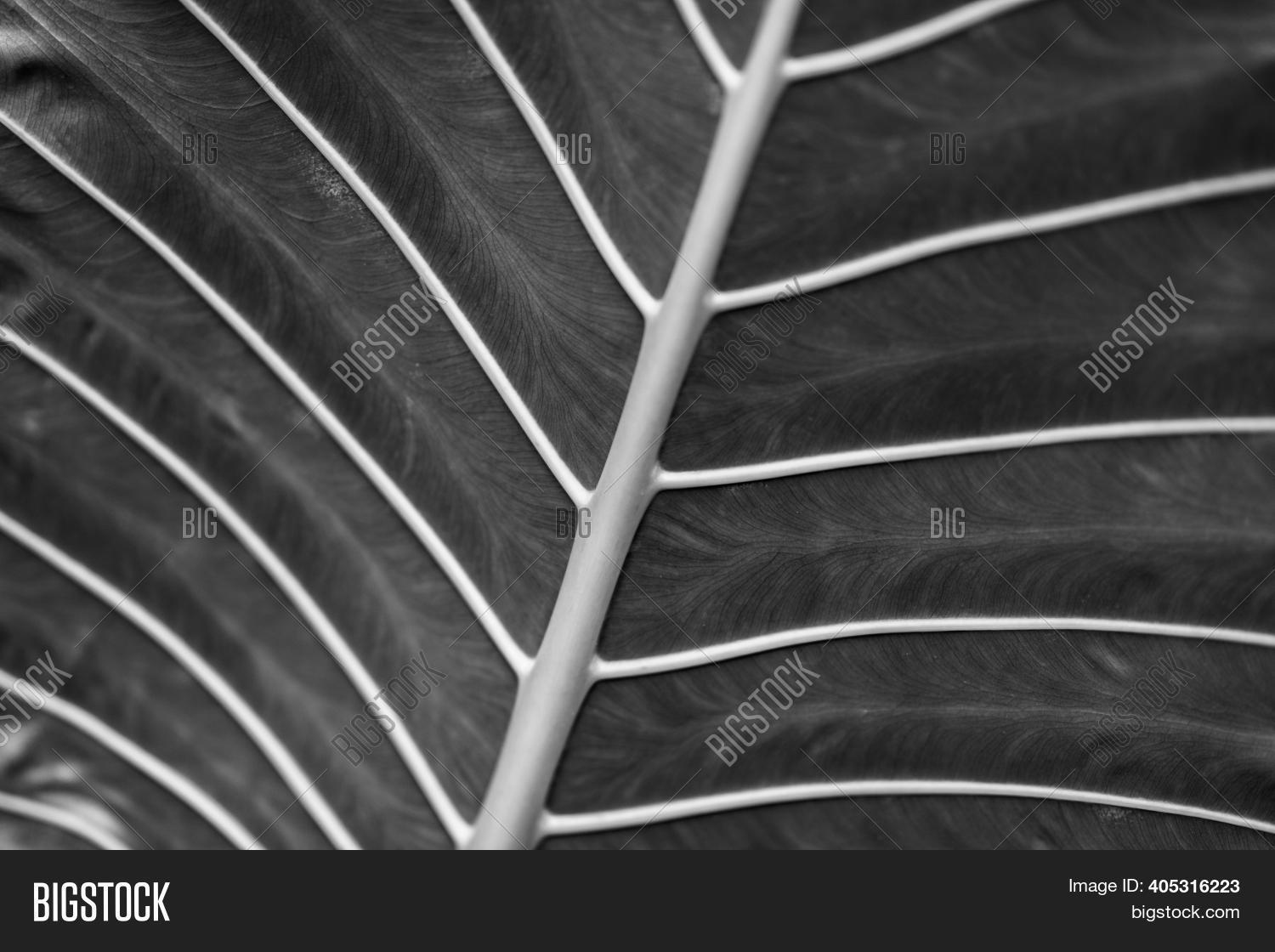 Dark Leaf Texture Image & Photo (Free Trial) | Bigstock