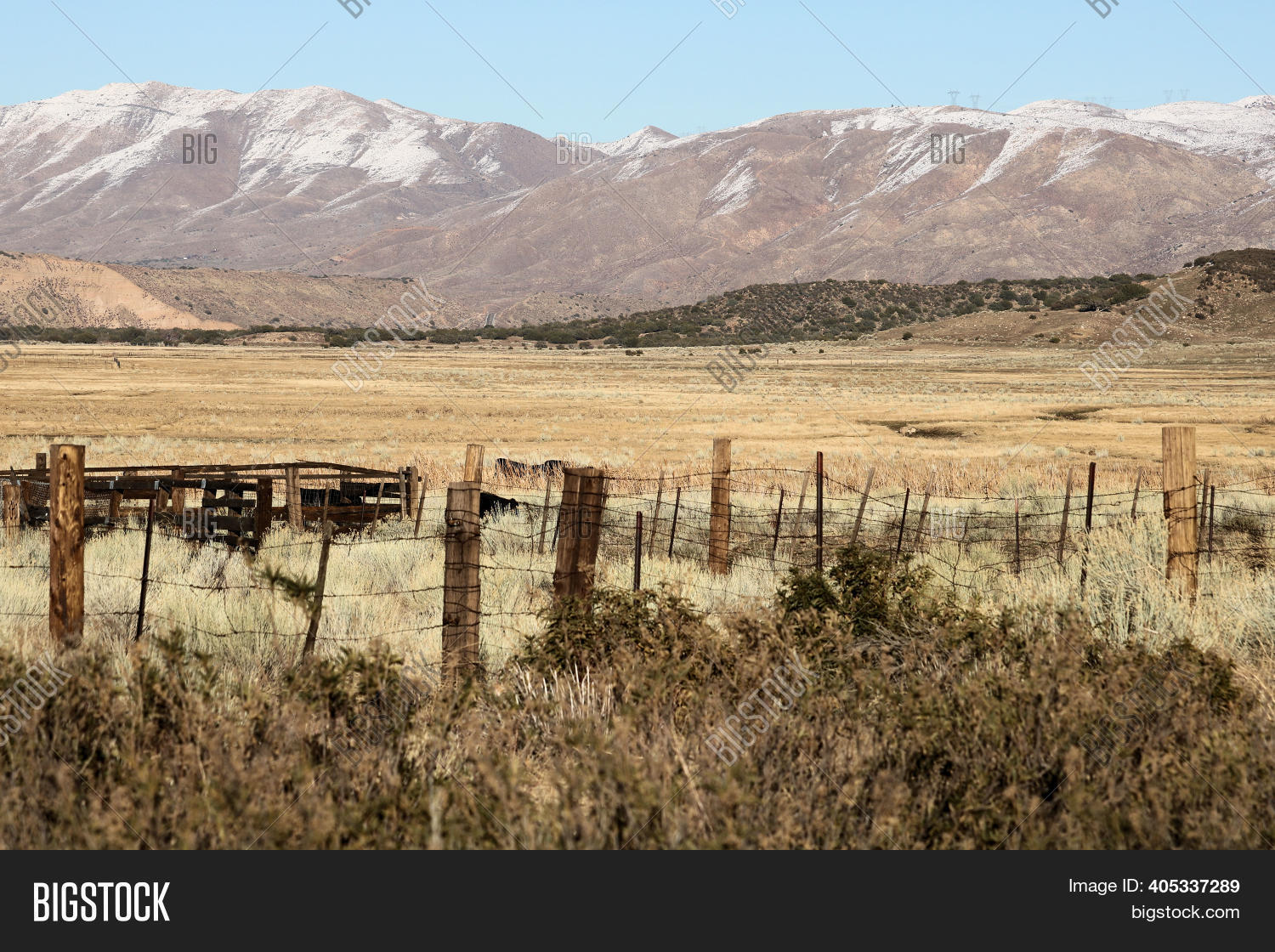Livestock Grazing Image & Photo (Free Trial) | Bigstock