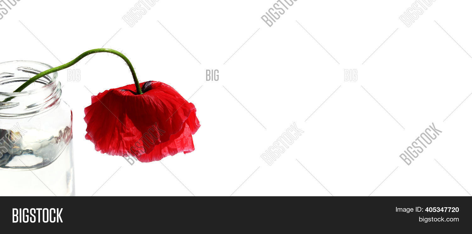 Red Poppy Glass Jar Image & Photo (Free Trial) | Bigstock
