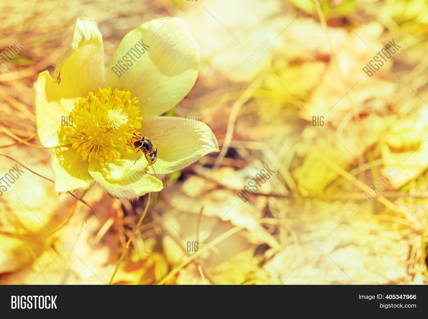 First Spring Flower. Image & Photo (Free Trial) | Bigstock