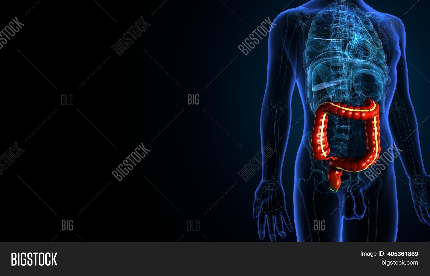Large Intestine 3d Image & Photo (Free Trial) | Bigstock