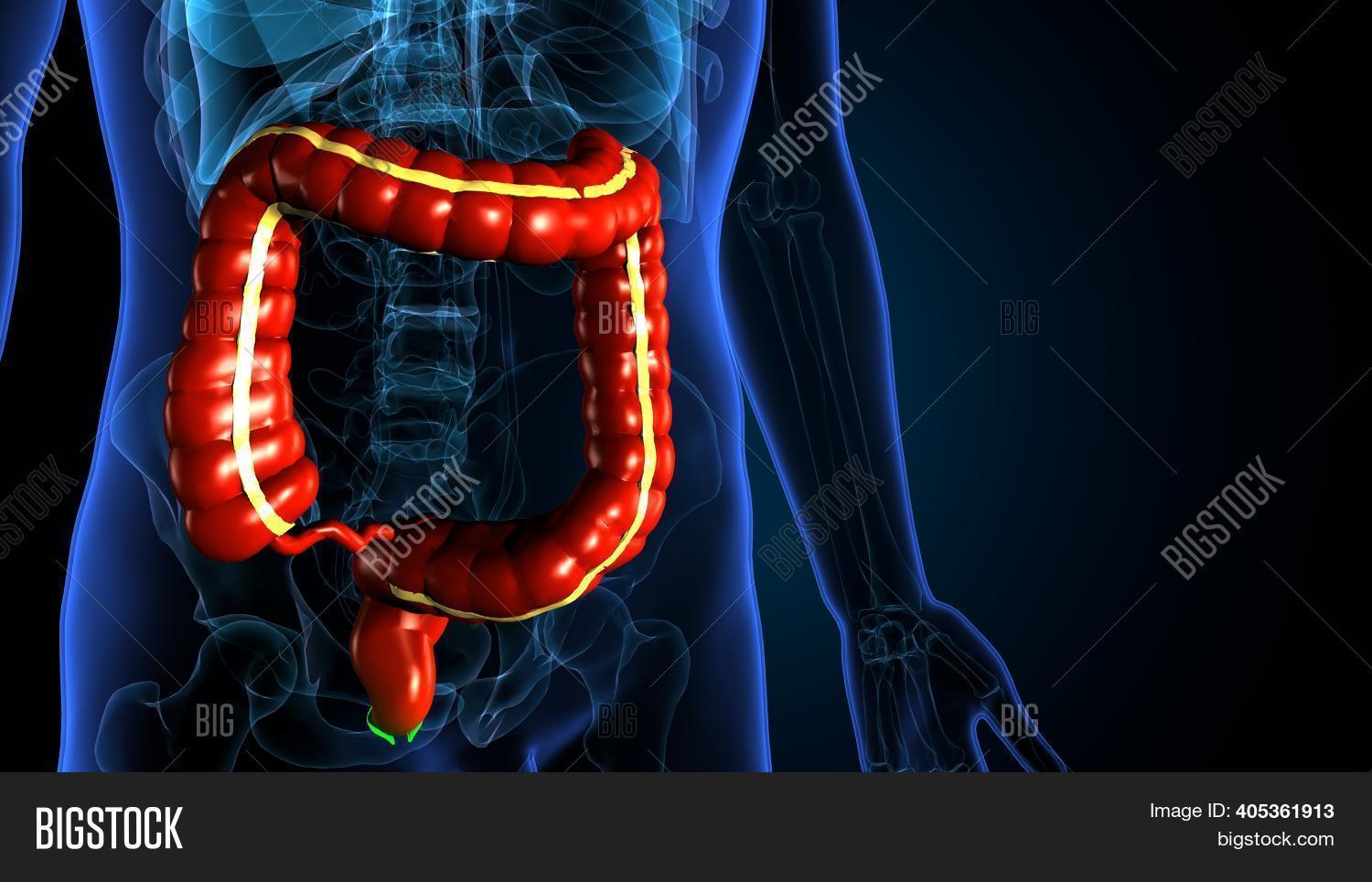 Large Intestine 3d Image & Photo (Free Trial) | Bigstock