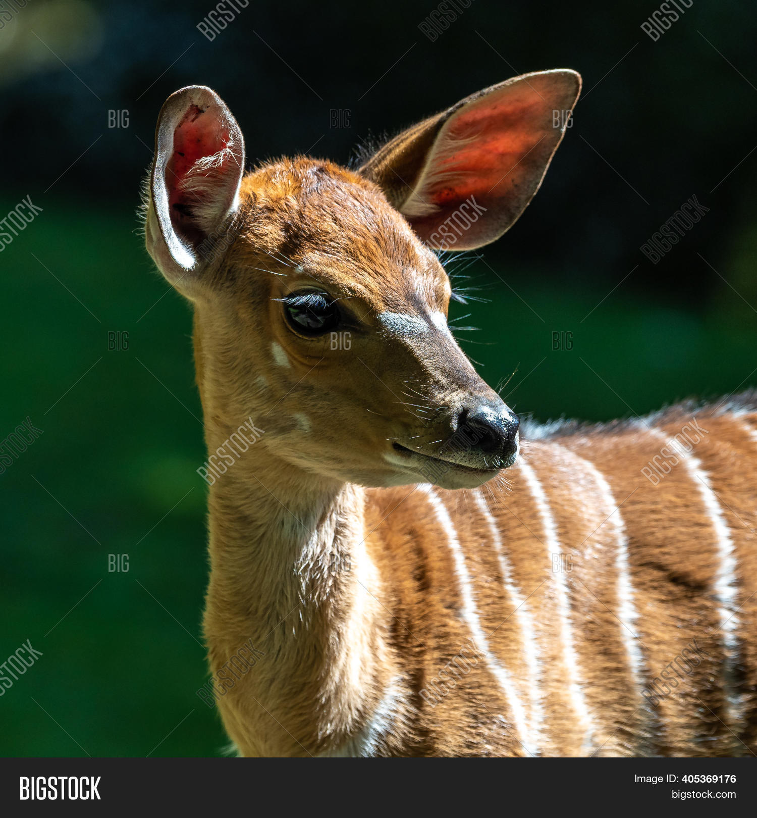 Young Baby Nyala. Image & Photo (Free Trial) | Bigstock