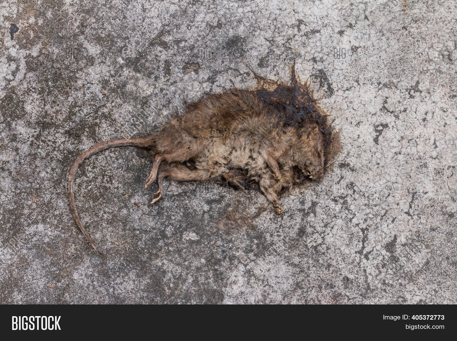 Old Dead Mouse/rat Die Image & Photo (Free Trial) | Bigstock