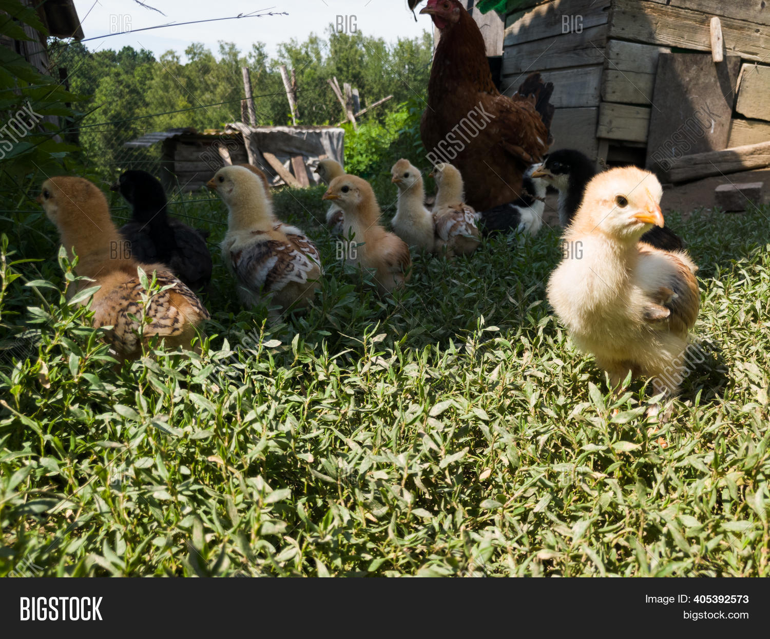 Hen Children Farm Yard Image & Photo (Free Trial) | Bigstock