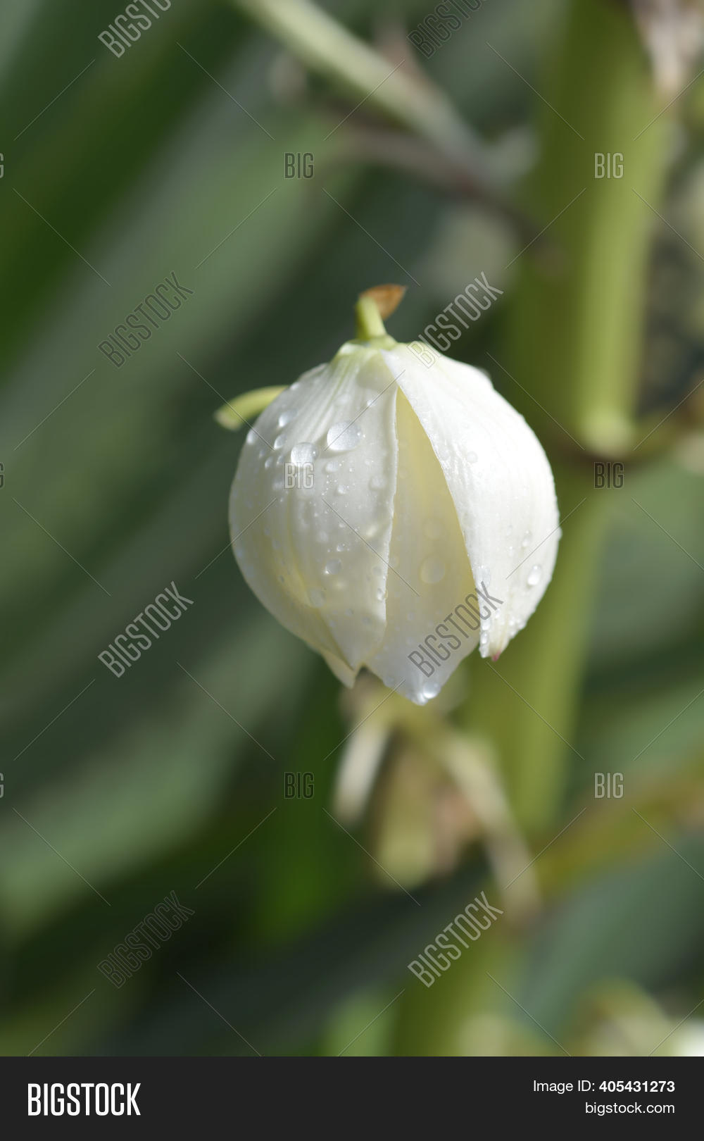 Spanish Dagger Flower Image & Photo (Free Trial) | Bigstock