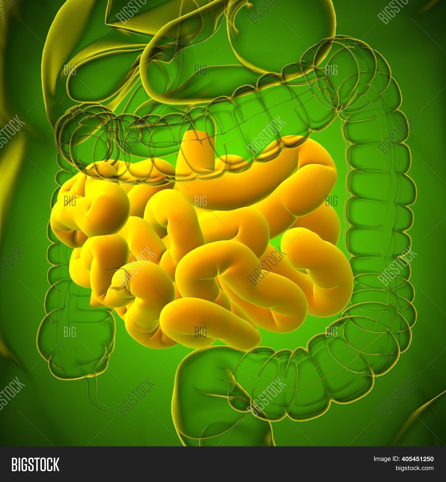 Small Intestine 3D Image & Photo (Free Trial) | Bigstock