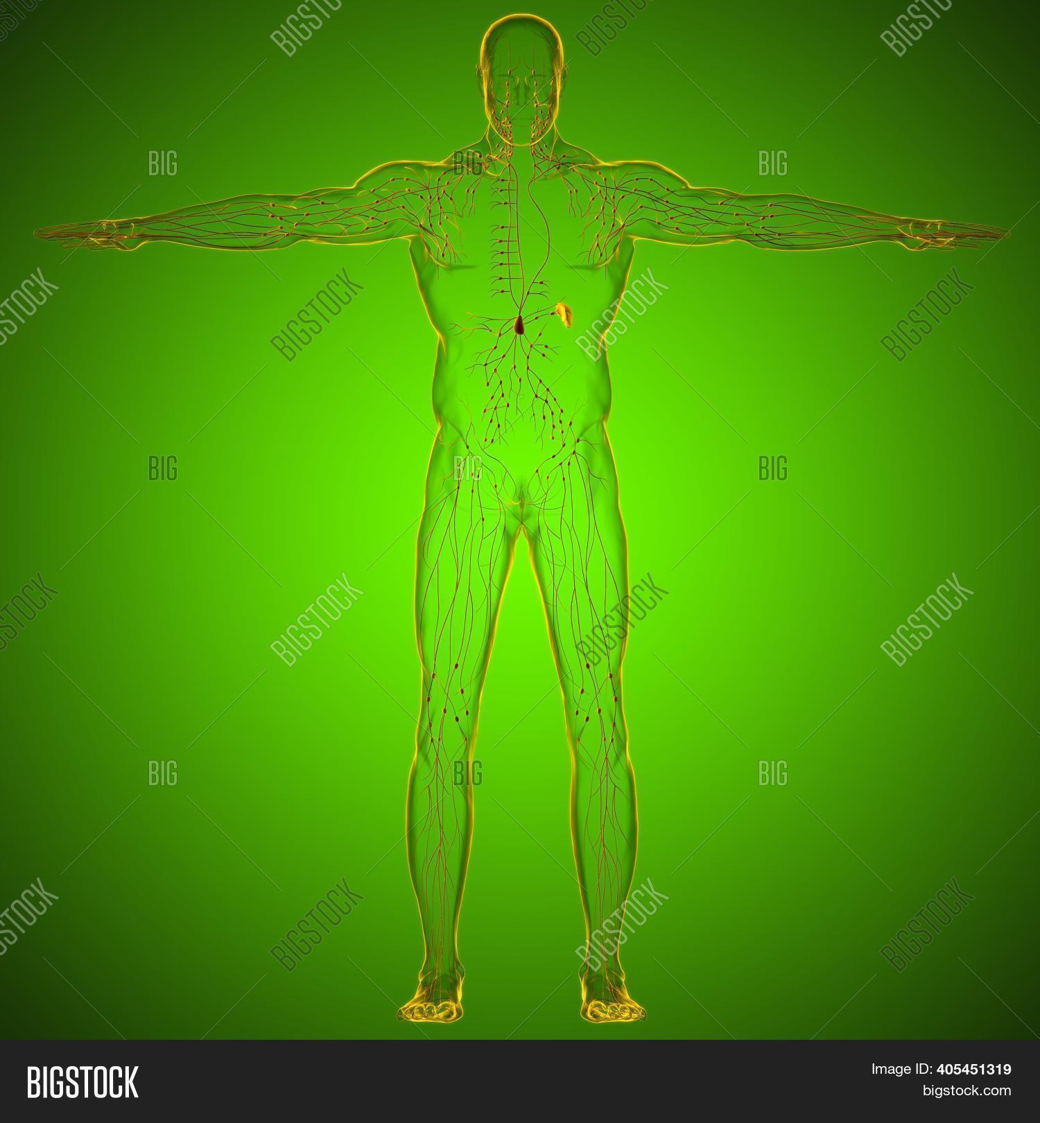 Human Lymph Nodes Image & Photo (Free Trial) | Bigstock