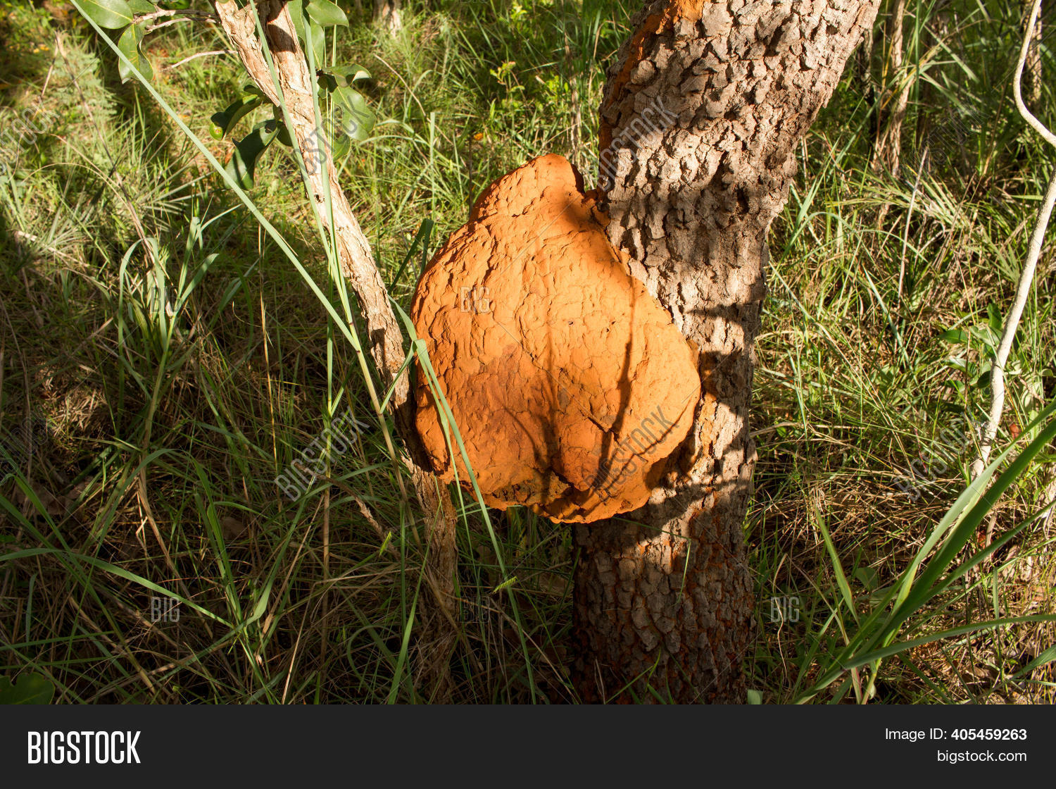 Termite Nest Tree Image & Photo (Free Trial) | Bigstock