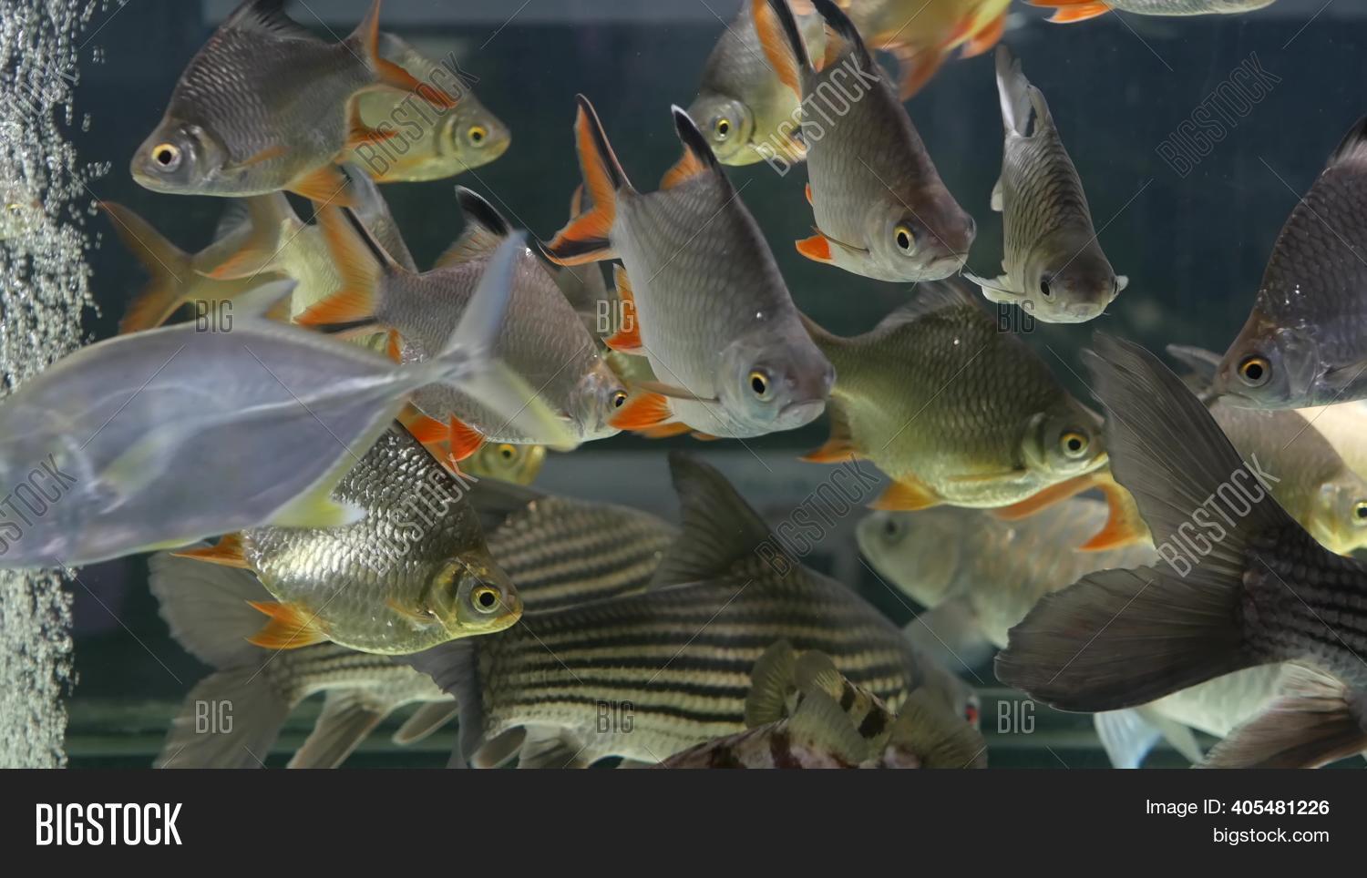 Diversity Tropical Image & Photo (Free Trial) | Bigstock