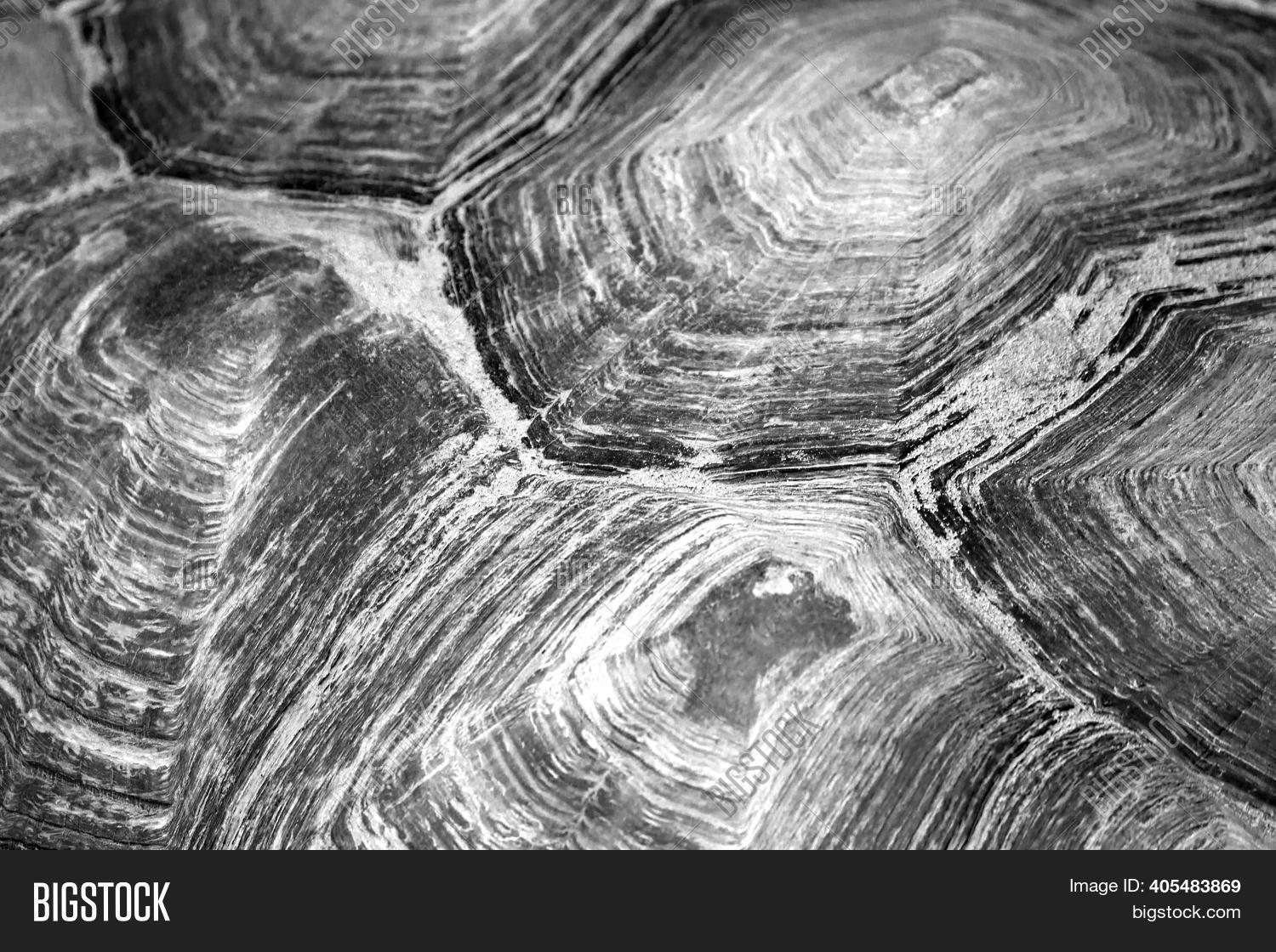 Black White Image Image & Photo (Free Trial) | Bigstock