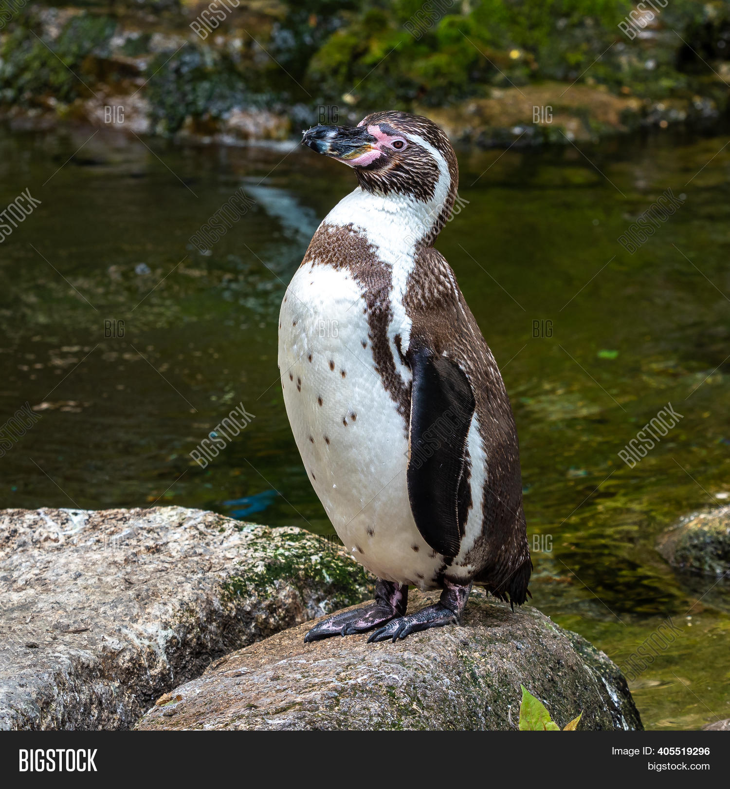 Humboldt Penguin, Image & Photo (Free Trial) | Bigstock