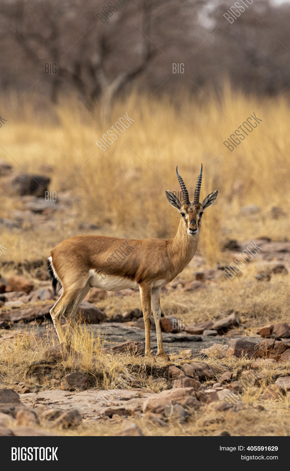 Chinkara Indian Image & Photo (Free Trial) | Bigstock