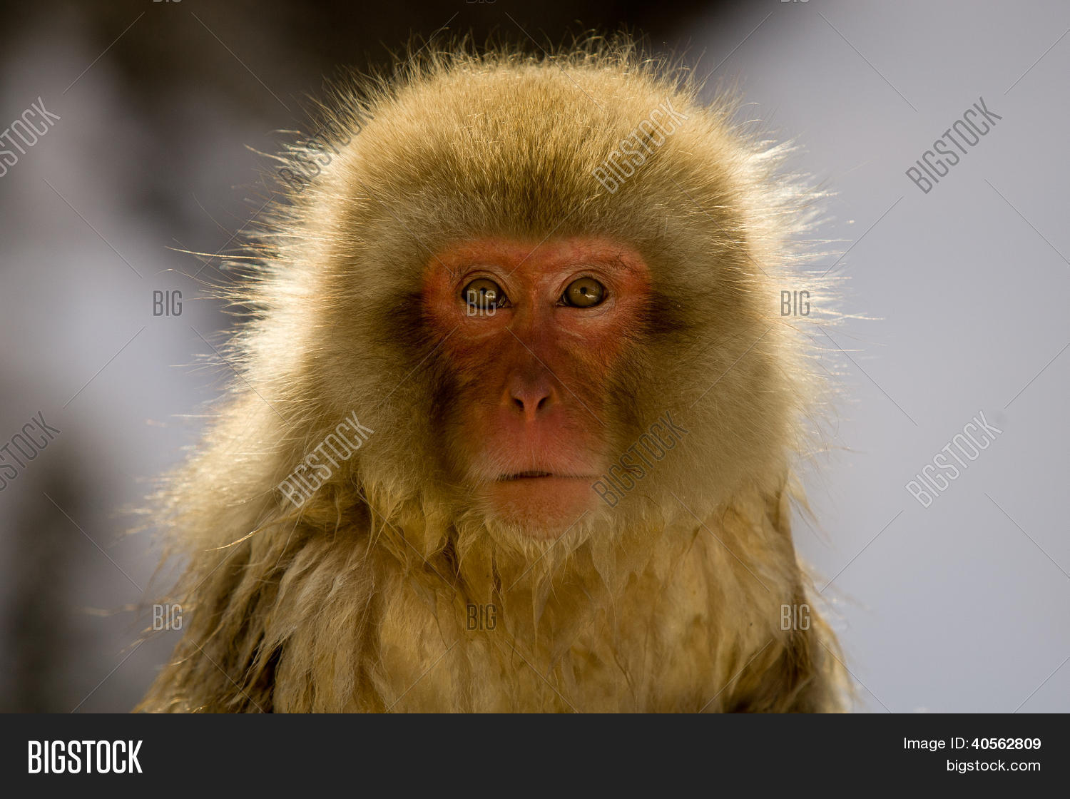 Portrait Snow Monkey Image & Photo (Free Trial) | Bigstock
