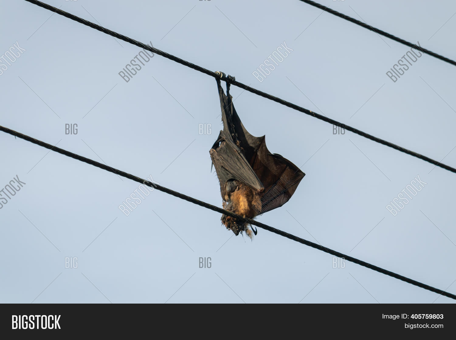 Bat Electrocuted Dead Image & Photo (Free Trial) | Bigstock