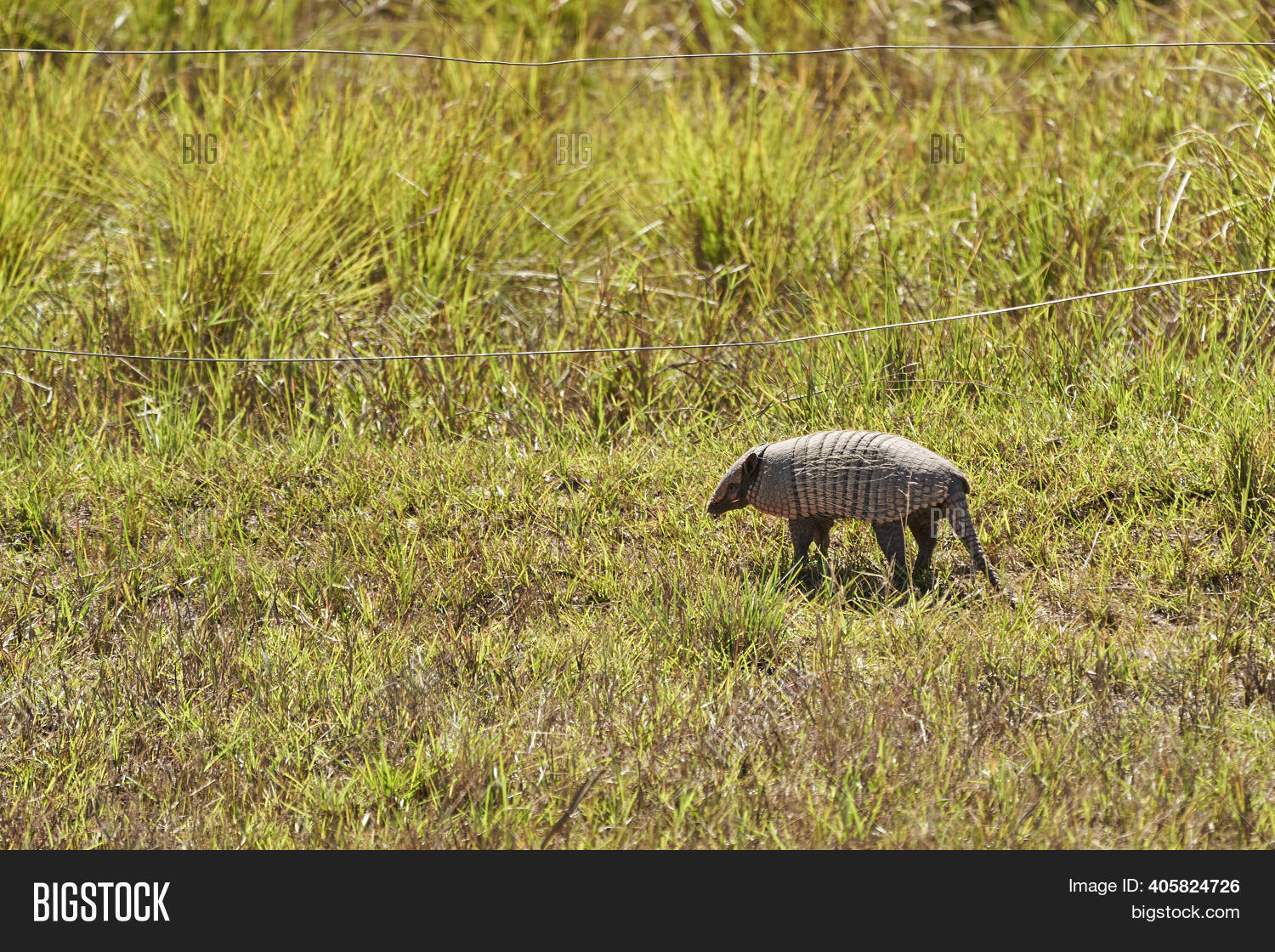 Cute Funny Armadillo Image & Photo (Free Trial) | Bigstock