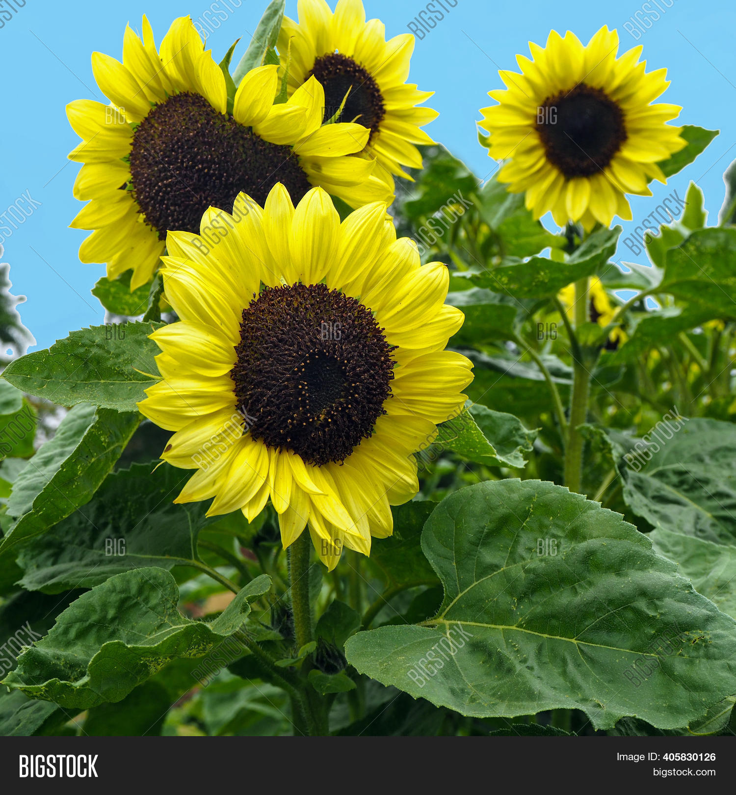 Beautiful Large Image & Photo (Free Trial) | Bigstock