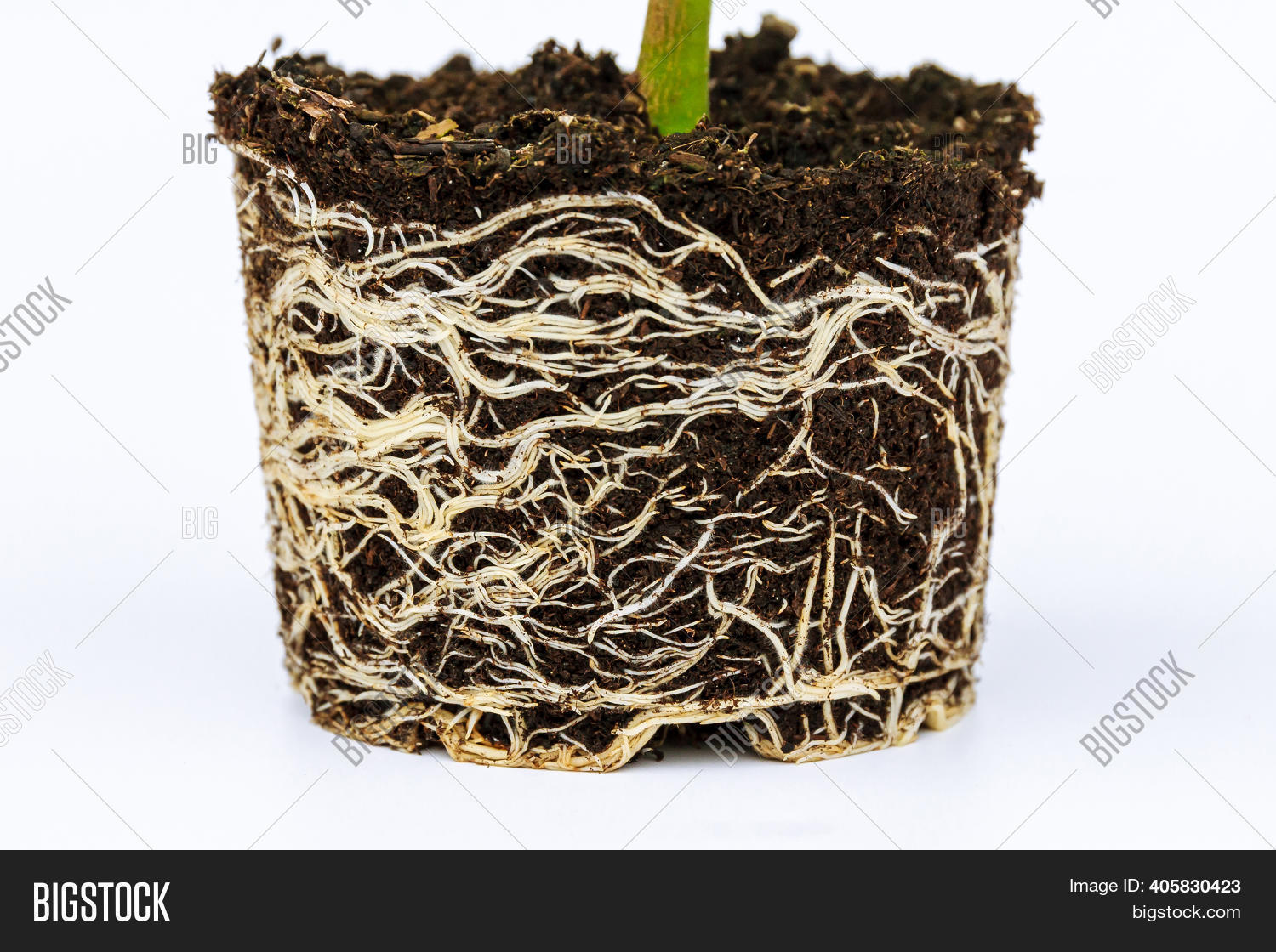 Bell Pepper Seedling Image & Photo (Free Trial) | Bigstock