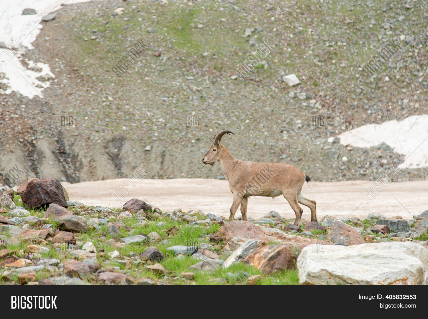 Male Ibex Grazes Image & Photo (Free Trial) | Bigstock
