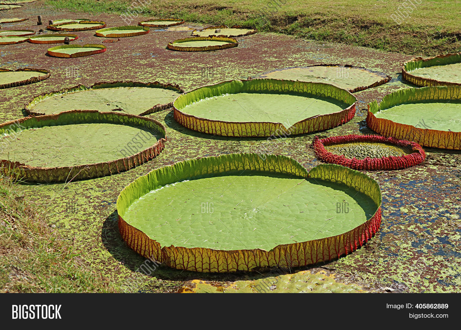 Giant Water Lily Pads Image & Photo (Free Trial) | Bigstock