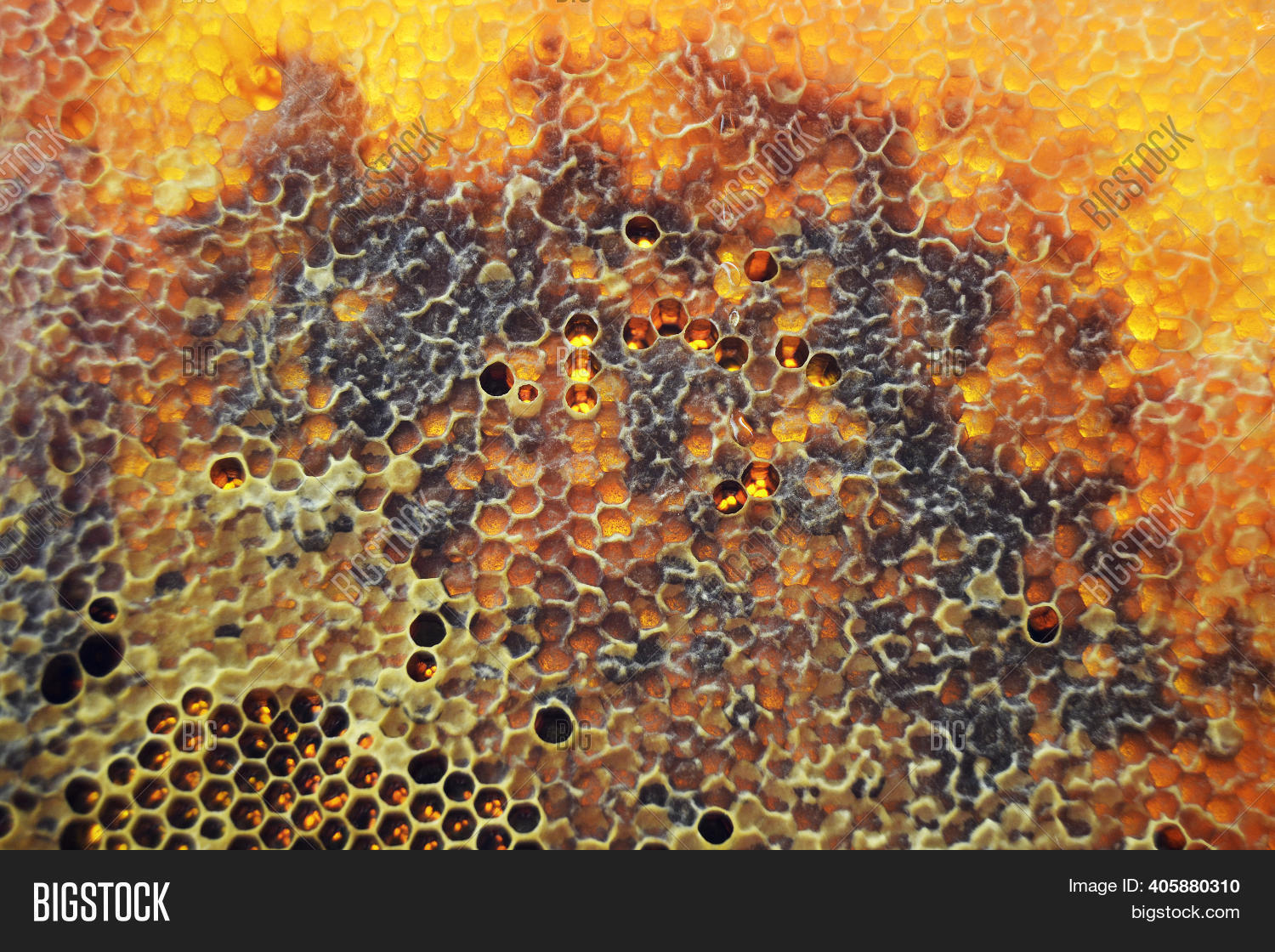 Drop Bee Honey Drip Image & Photo (Free Trial) | Bigstock