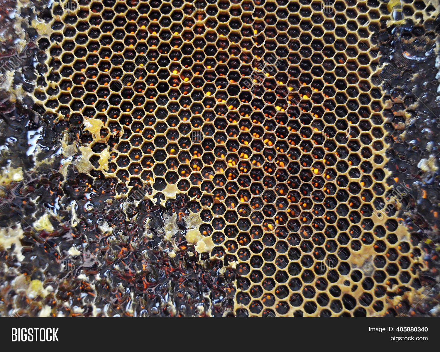 Drop Bee Honey Drip Image & Photo (Free Trial) | Bigstock