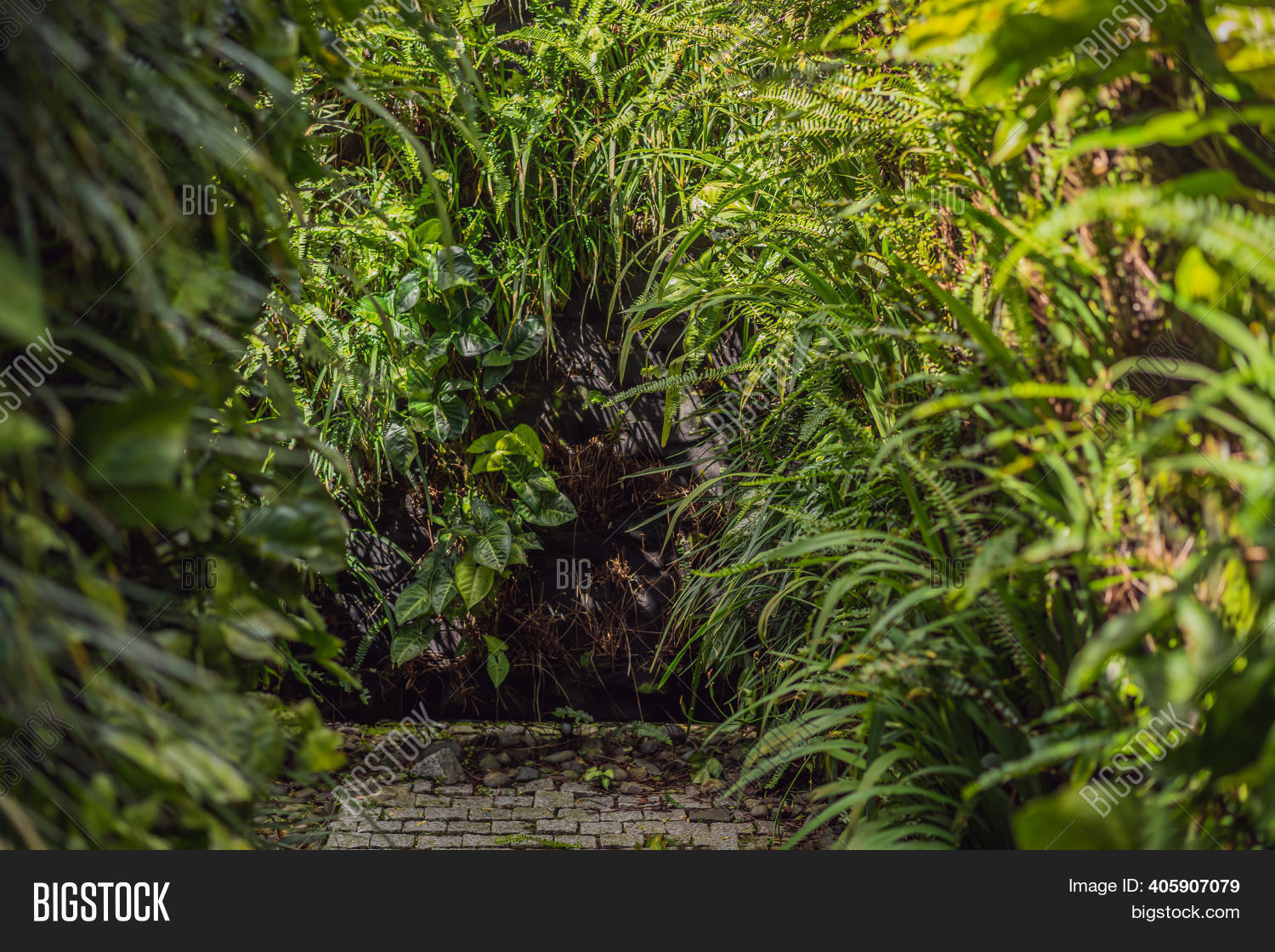 Green Plant Maze Wall Image & Photo (Free Trial) | Bigstock