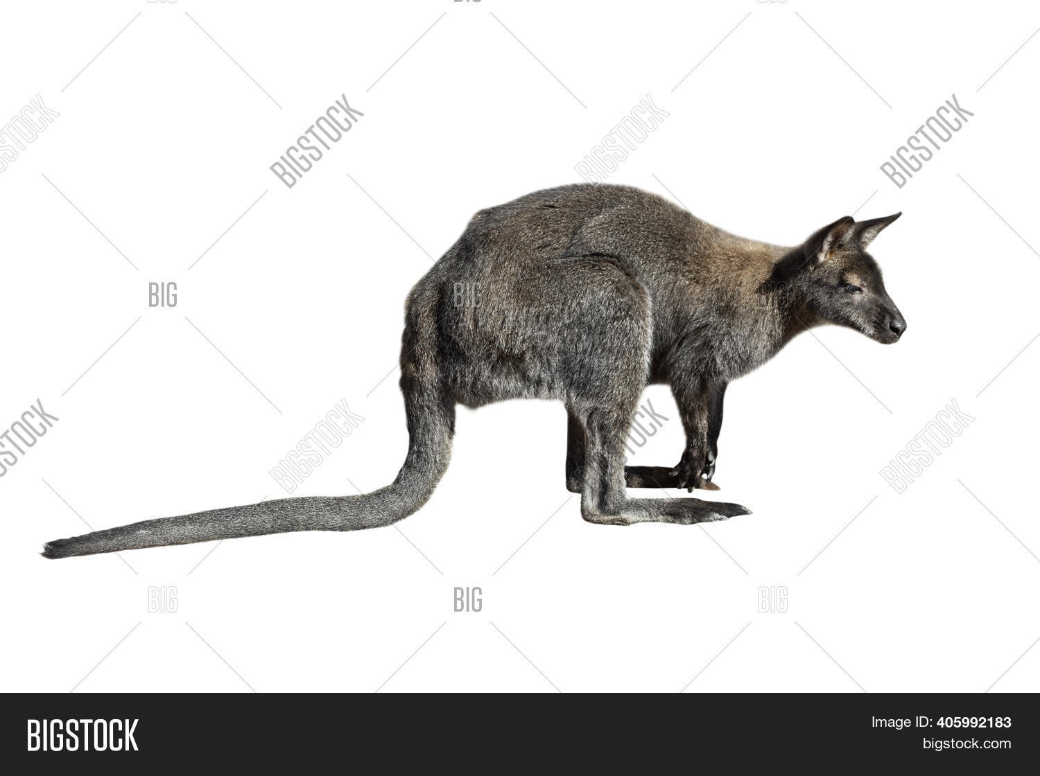 Male Kangaroo Isolated Image & Photo (Free Trial) | Bigstock