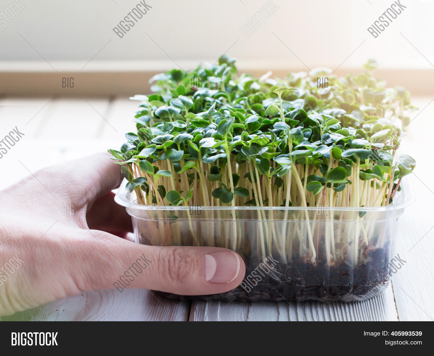 Microgreen Broccoli Image & Photo (Free Trial) | Bigstock