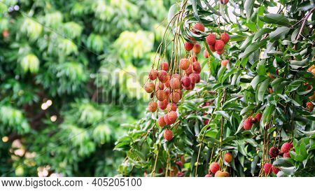 Close Lychee Tree Image & Photo (Free Trial) | Bigstock