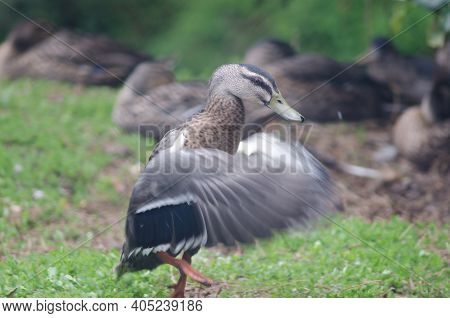 Mallard Anas Image & Photo (Free Trial) | Bigstock
