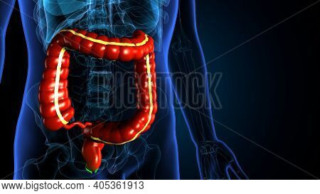 Large Intestine 3d Image & Photo (Free Trial) | Bigstock