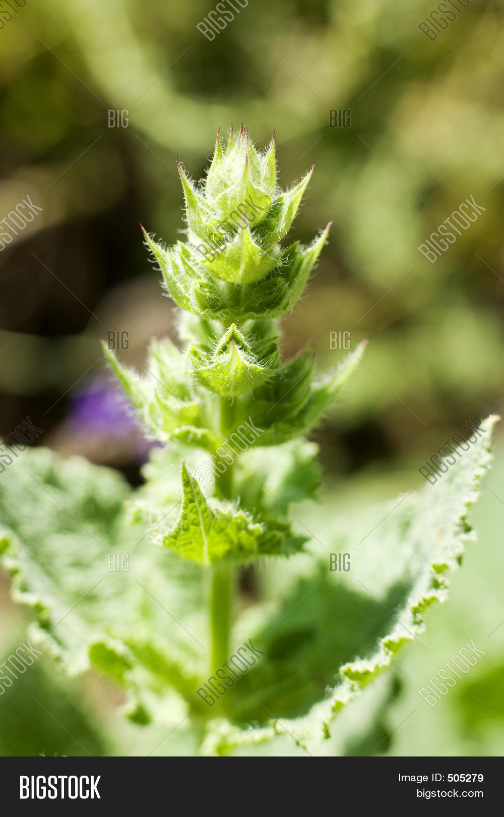 Weed Close Image & Photo (Free Trial) | Bigstock