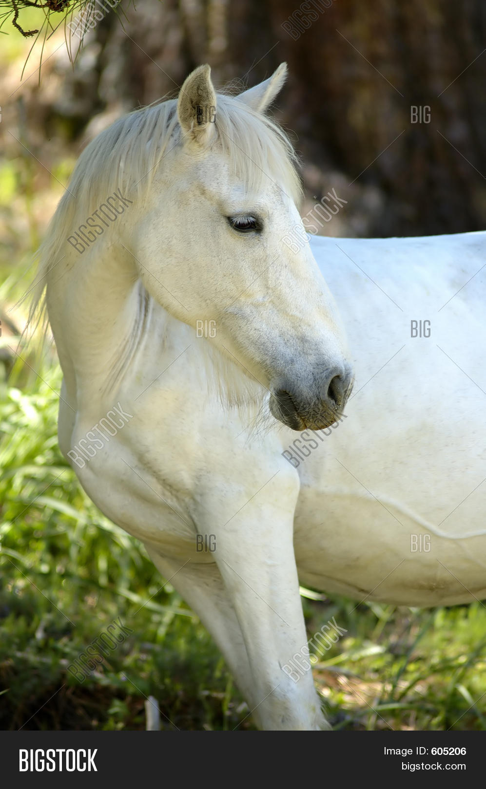 White Mare Image & Photo (Free Trial) | Bigstock