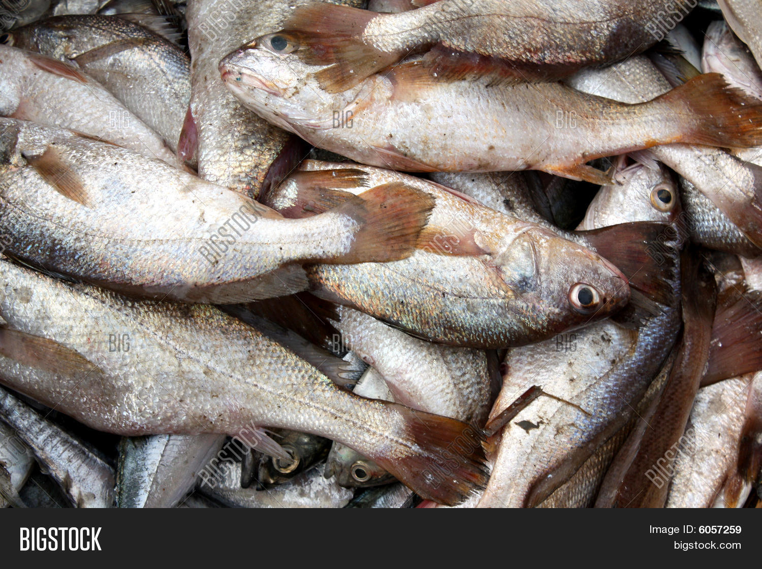 Fishy Background Image & Photo (Free Trial) | Bigstock